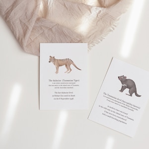 Australia Animals Clipart Png, Marsupial Mammals, Tasmania Wildlife ...