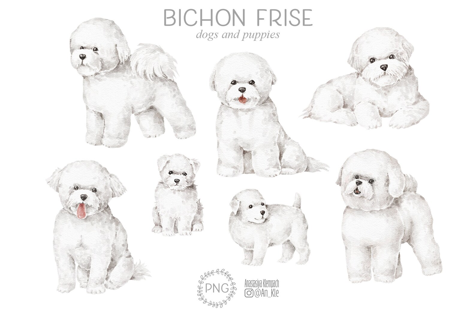 Bichon Frise Dog Breed Digital Png Clipart Dog Breed Digital - Etsy