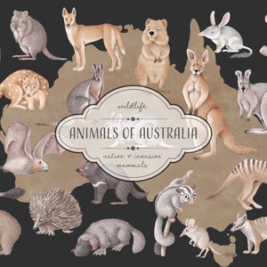 Australia Animals Clipart Png, Marsupial Mammals, Tasmania Wildlife ...