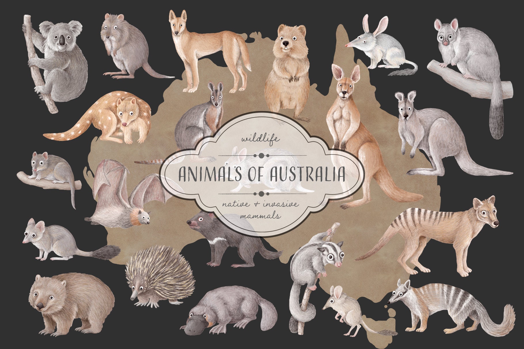 Marsupial Mammals Examples