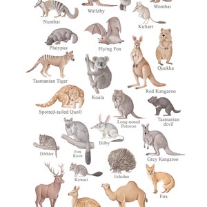 Australia Animals Clipart Png, Marsupial Mammals, Tasmania Wildlife ...