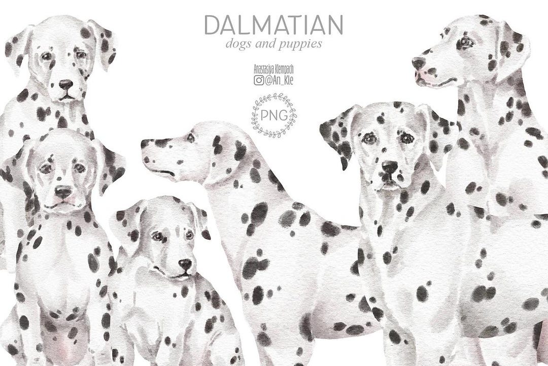 Dalmatian Dogs and Puppies Hand Drawn Illustrations, PNG Dolmatian Dog ...