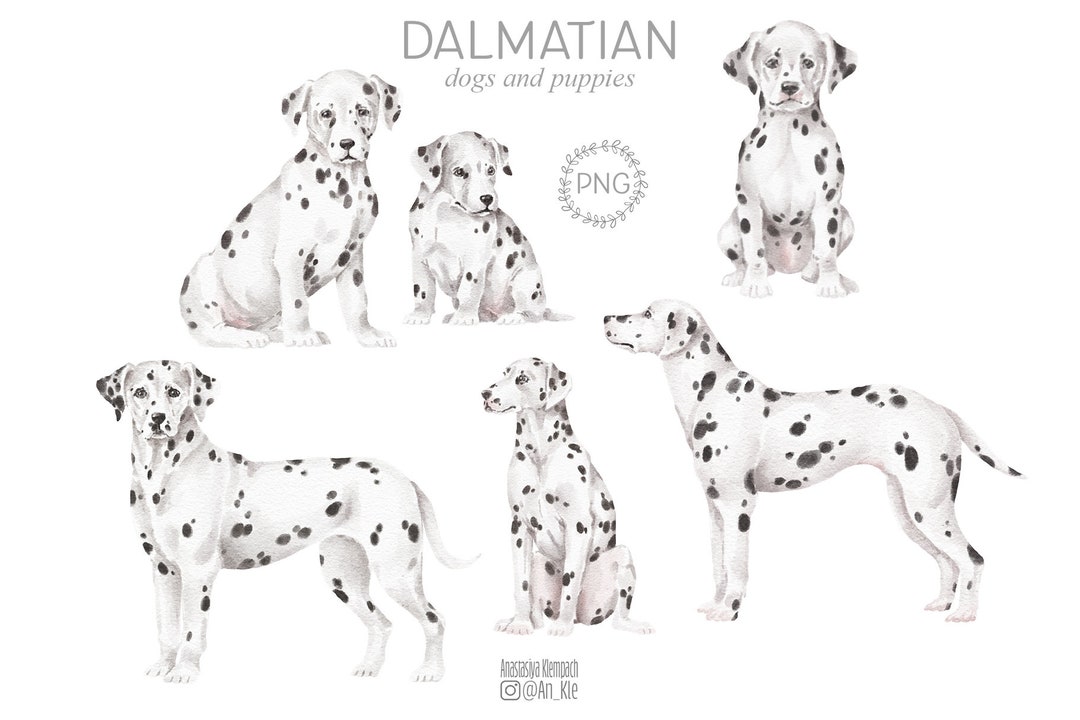 Dalmatian Dogs Clipart Png Digital Download, Watercolor Dalmatian ...