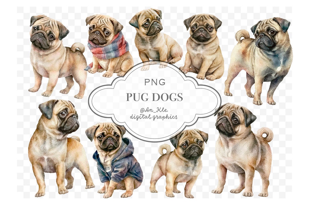 Pug Dogs Clipart Png Digital Download, Vintage Pug Illustrations ...