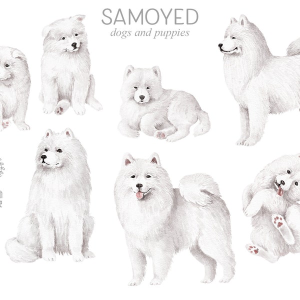 Samoyed - Etsy