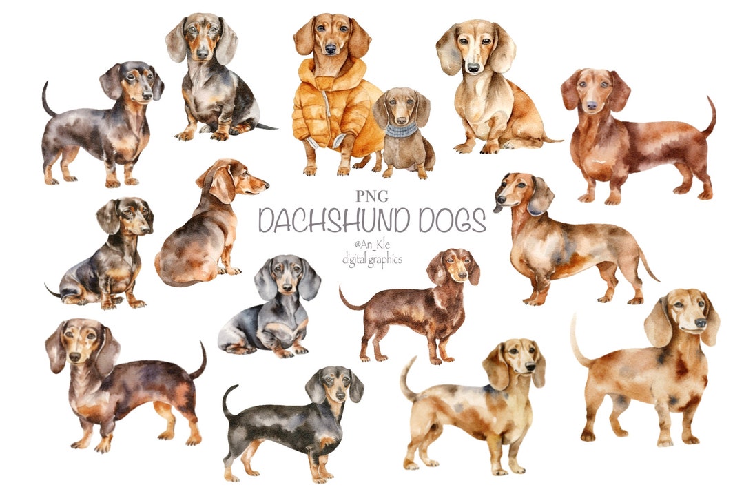 Dachshund Dogs Clipart Png Digital Download, Watercolour Dachshund ...