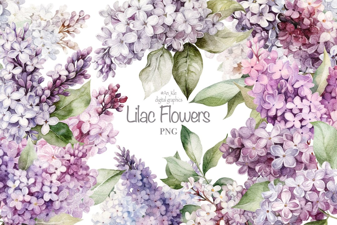 Delicate Lilac Watercolor Clipart Png Digital Download, Lilac Blossom ...