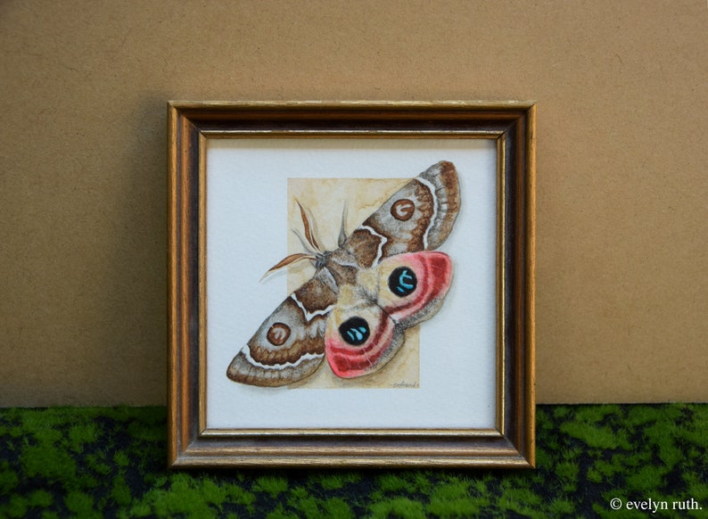 Dryandra Moth Original Watercolour Carthaea Saturnioides Western ...