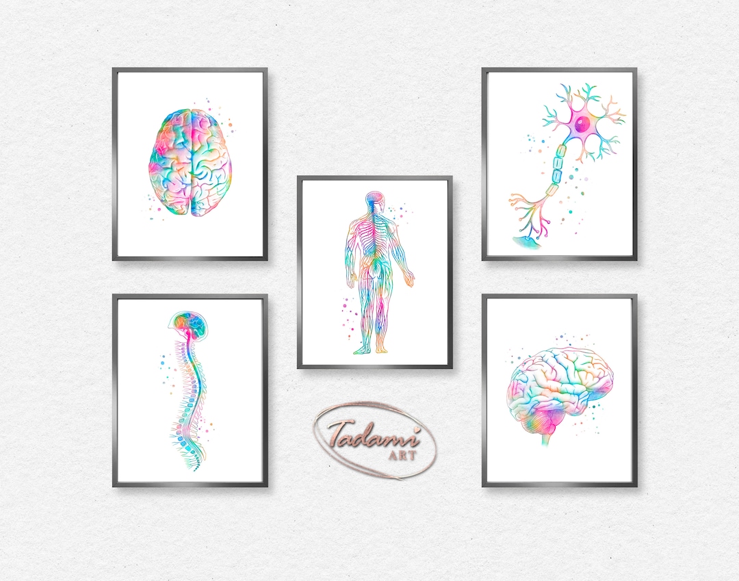Neurology Art, Neurologist Gift, Brain Anatomy Print, Nervous System ...