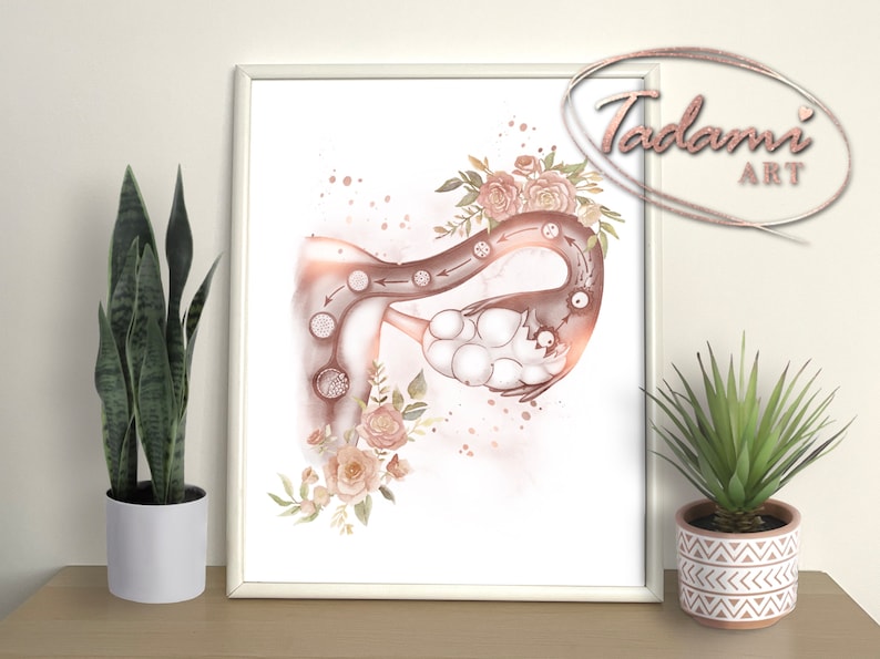 Gynecology Wall Art, Female Anatomy Print, Fertility Poster ...