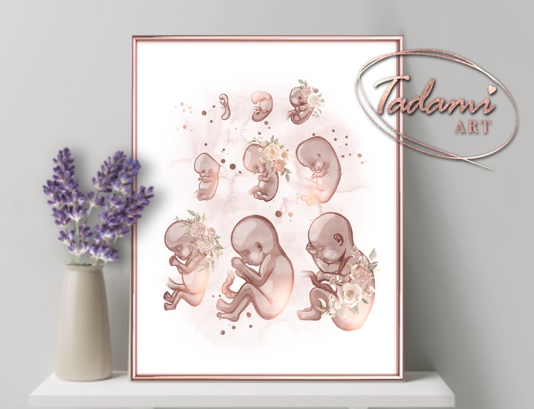 Fetus Stage Poster OBGYN Wall Art Midwife Gift Fetal Development Art ...
