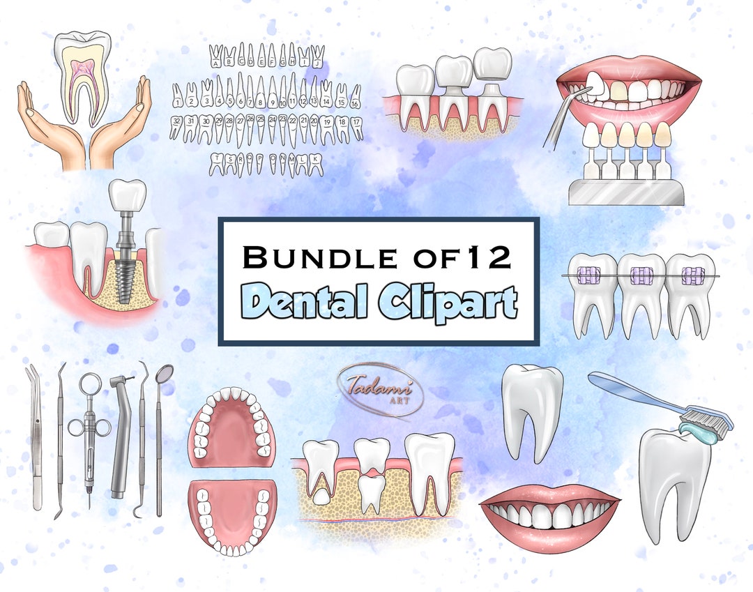 12 Dental Clipart, Dentist Clipart, Dental PNG, Anatomy Tooth Clipart ...