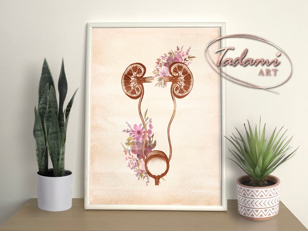Kidneys Poster Medical Watercolor Print Kidneys Vintage Art Floral ...