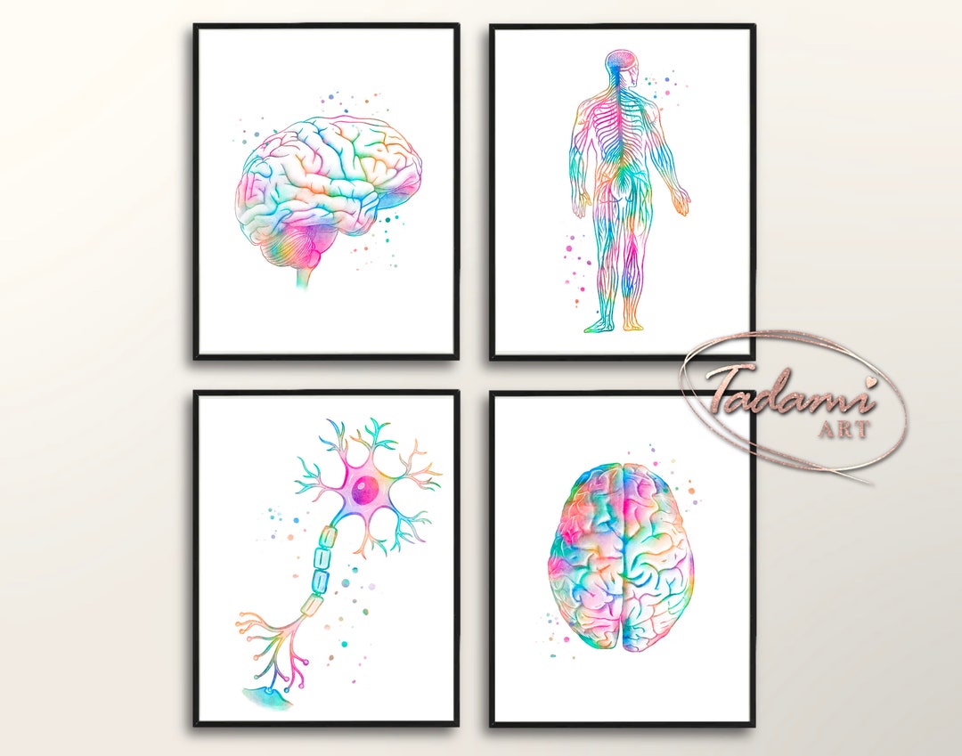 Neurological Art Brain Anatomy Print Nervous System Art - Etsy