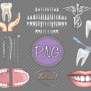 Dental Anatomy Clipart Bundle, Tooth PNG (digital Download) - Etsy