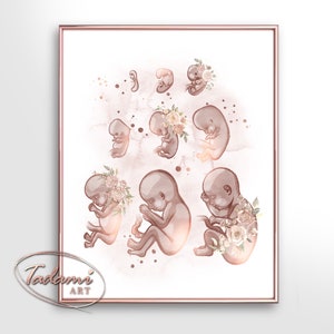 Fetus Stage Poster OBGYN Wall Art Midwife Gift Fetal Development Art ...