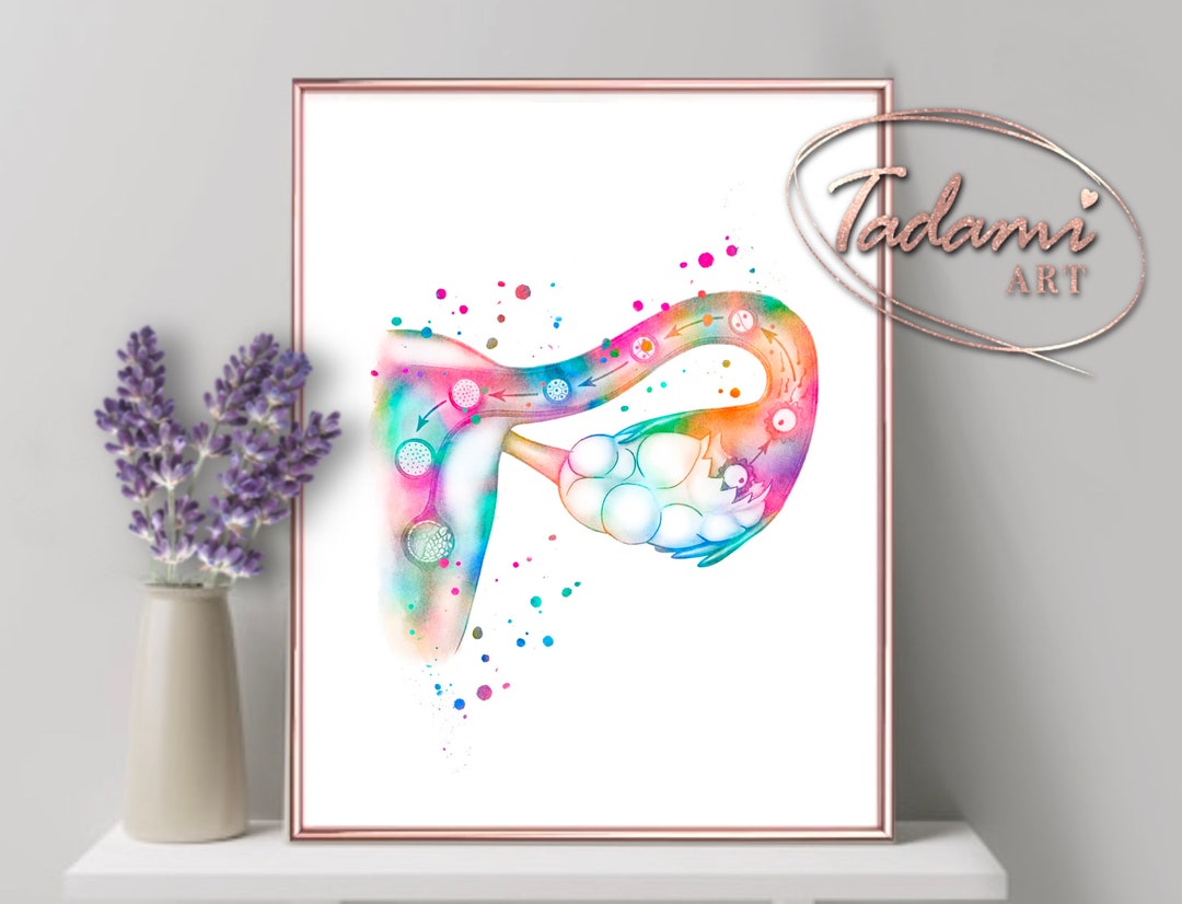 Gynecology Wall Art Ovulation Poster Obgyn Print Female Anatomy Art