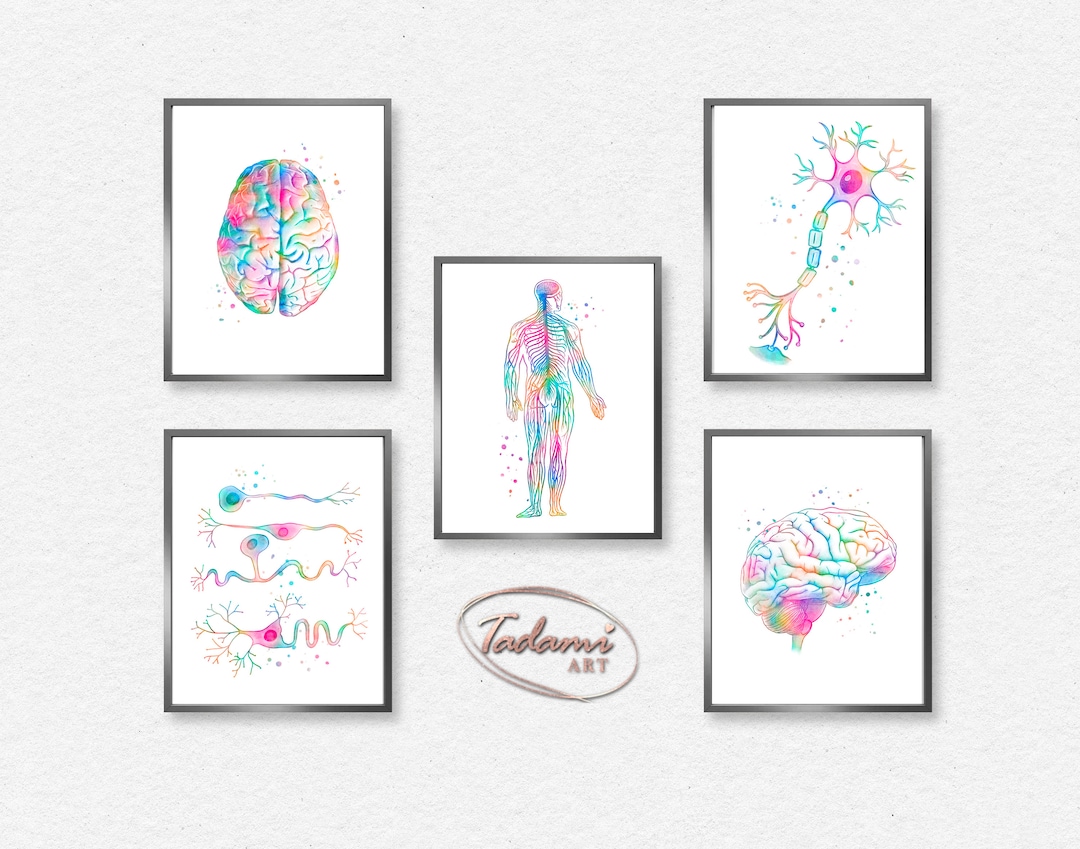 Neurologist Gift, Neurological Art, Brain Poster, Nervous System Art ...