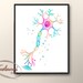 Neurological Art Brain Anatomy Print Nervous System Art - Etsy