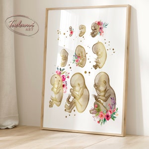 Fertilization Poster, OBGYN Wall Art, Gynecologist Gift, Obstetrics ...