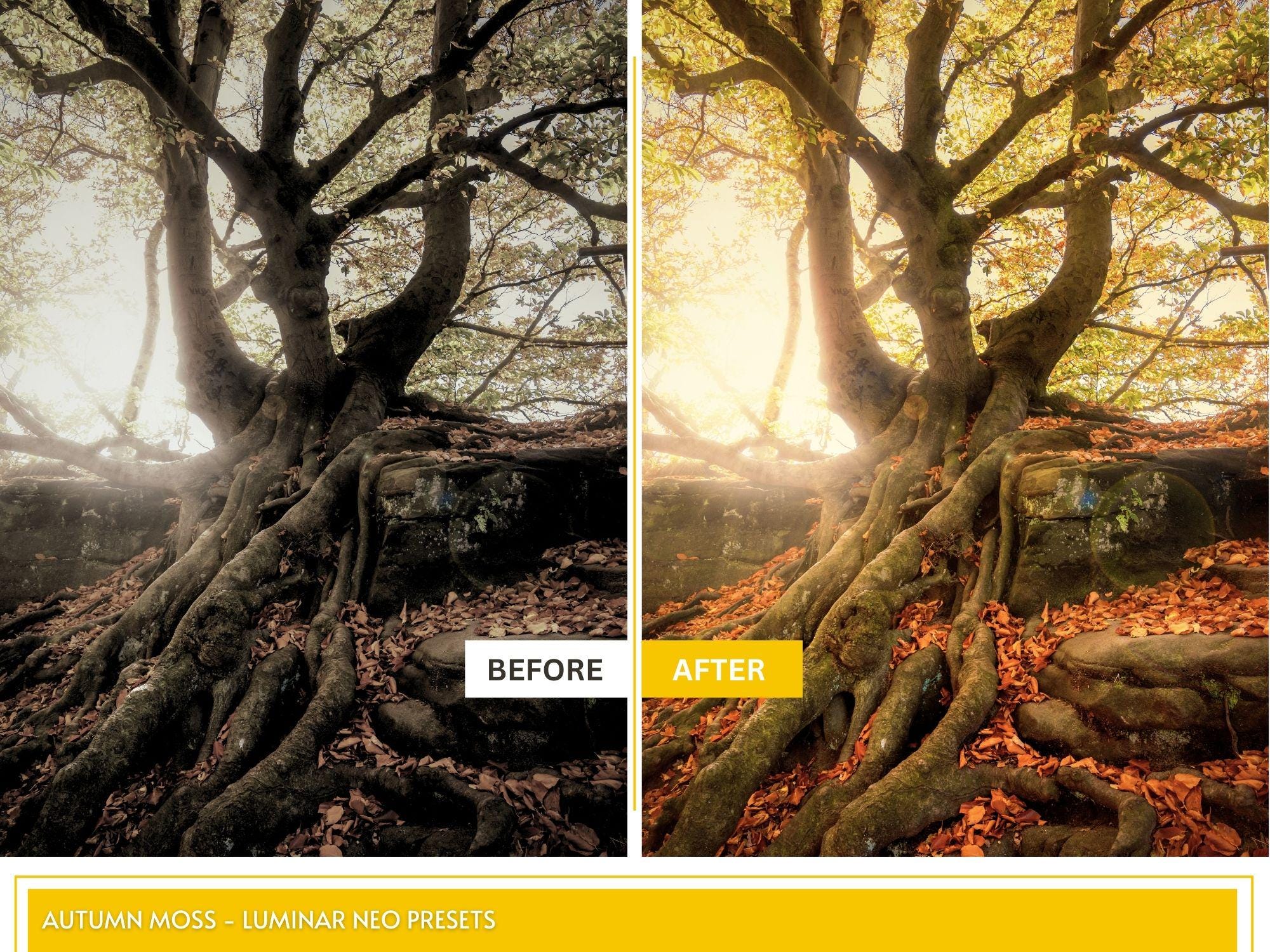 10 Luminar NEO Autumn Moss Presets by Jakub Bors Adjustable Non ...
