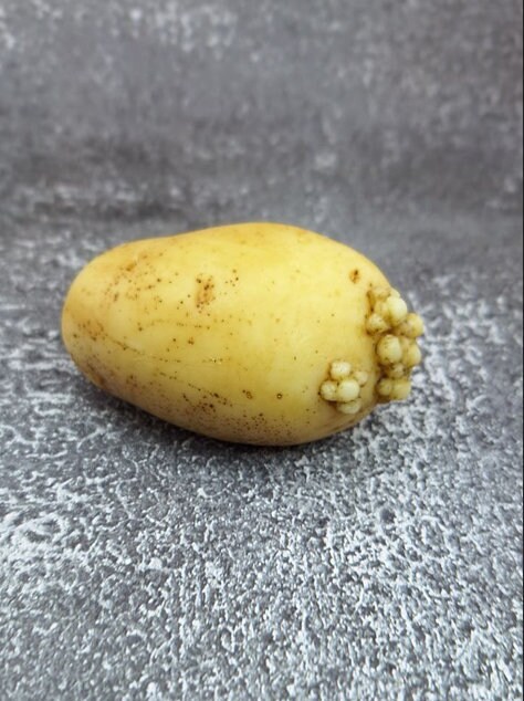 Realistic Food Potato Soap Funny Gag Gift White Elephant Secret Santa ...