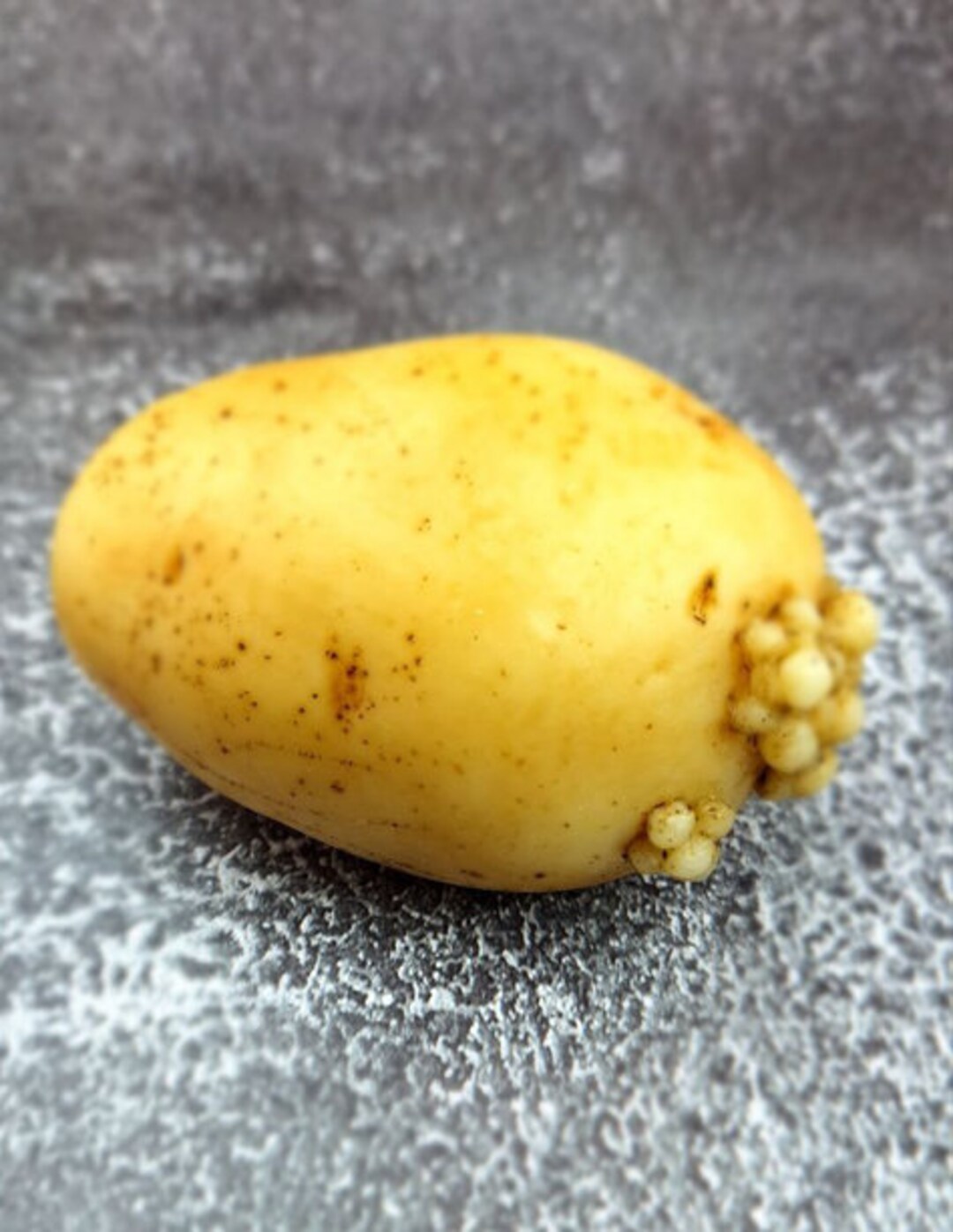 Realistic Food Potato Soap Funny Gag Gift White Elephant Secret Santa ...