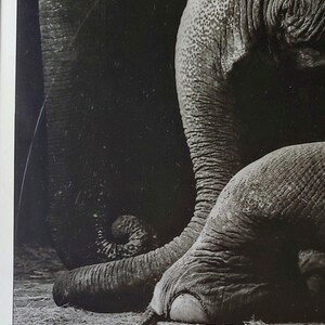 Lee Crum Limited Edition Photo Print, Elephant Girl, Lee Crum Artist ...