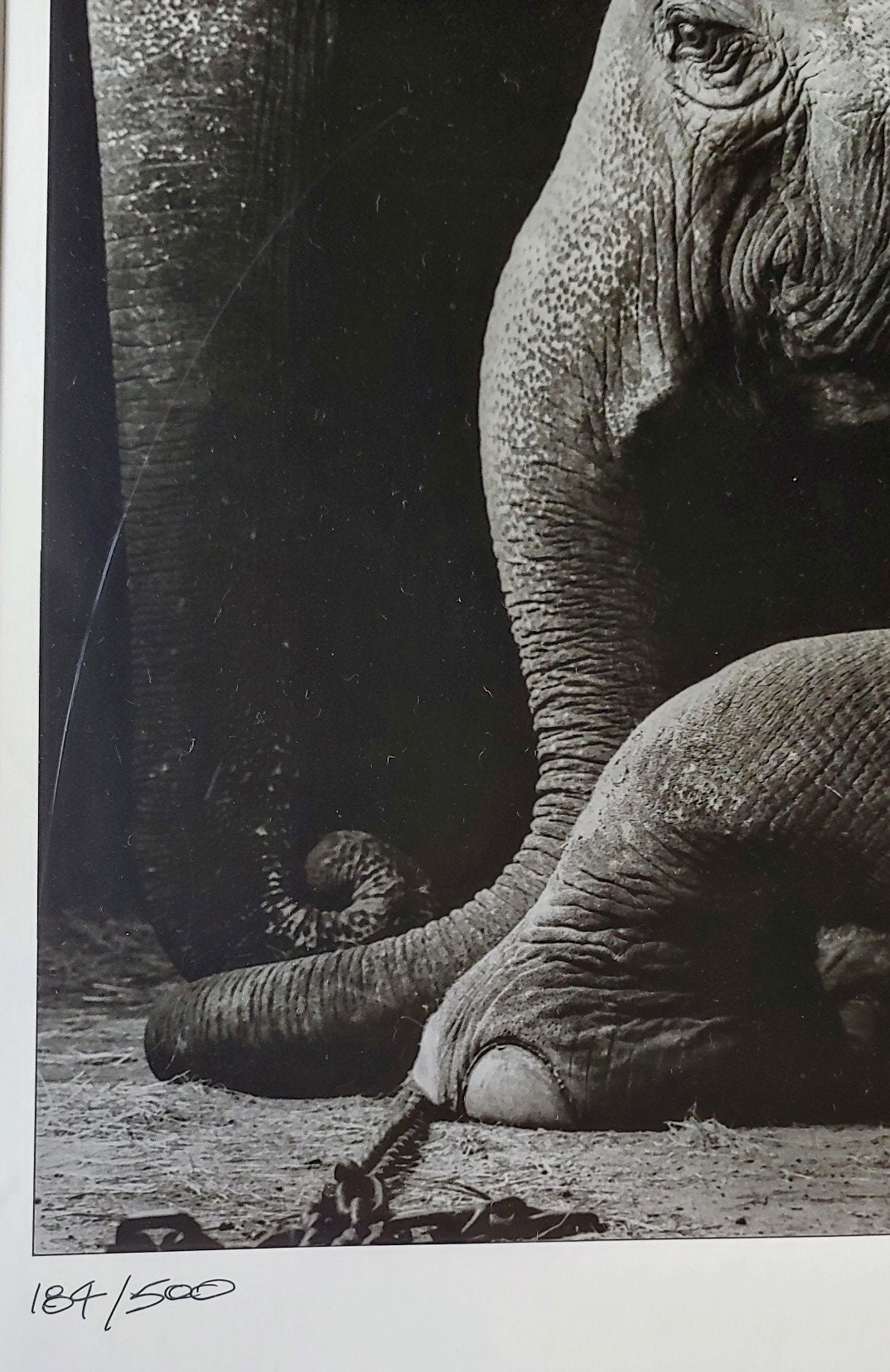 Lee Crum Limited Edition Photo Print Elephant Girl Lee Crum - Etsy