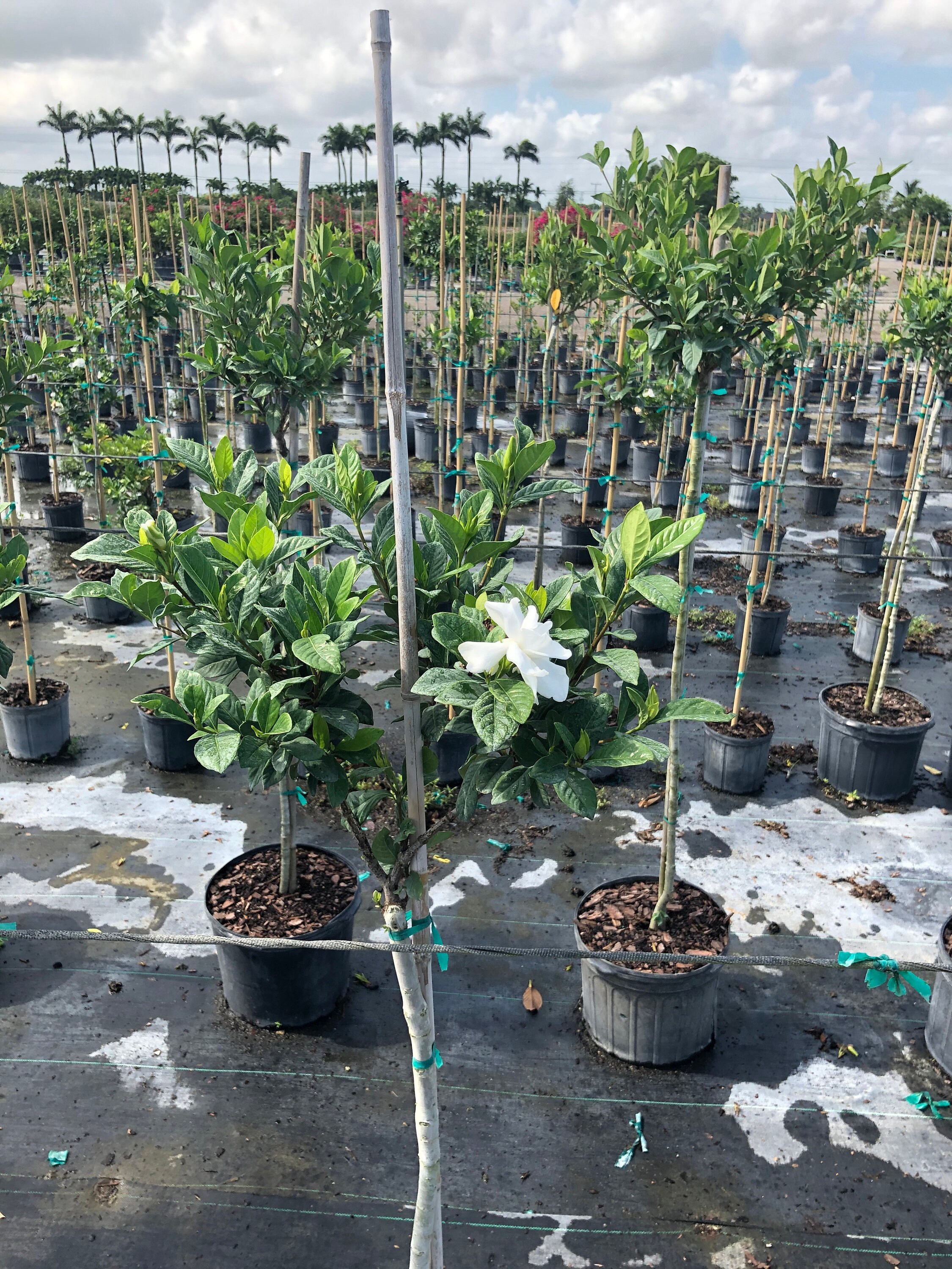 Gardenia Standard Tree 3-4 Feet Live | Etsy