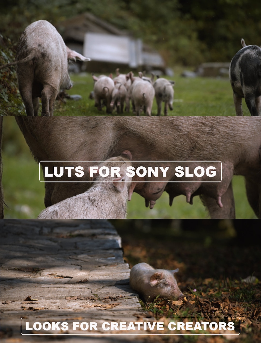 Sony S-log Cinematic Luts: Premiere Pro, Final Cut, Davinci Resolve - Etsy