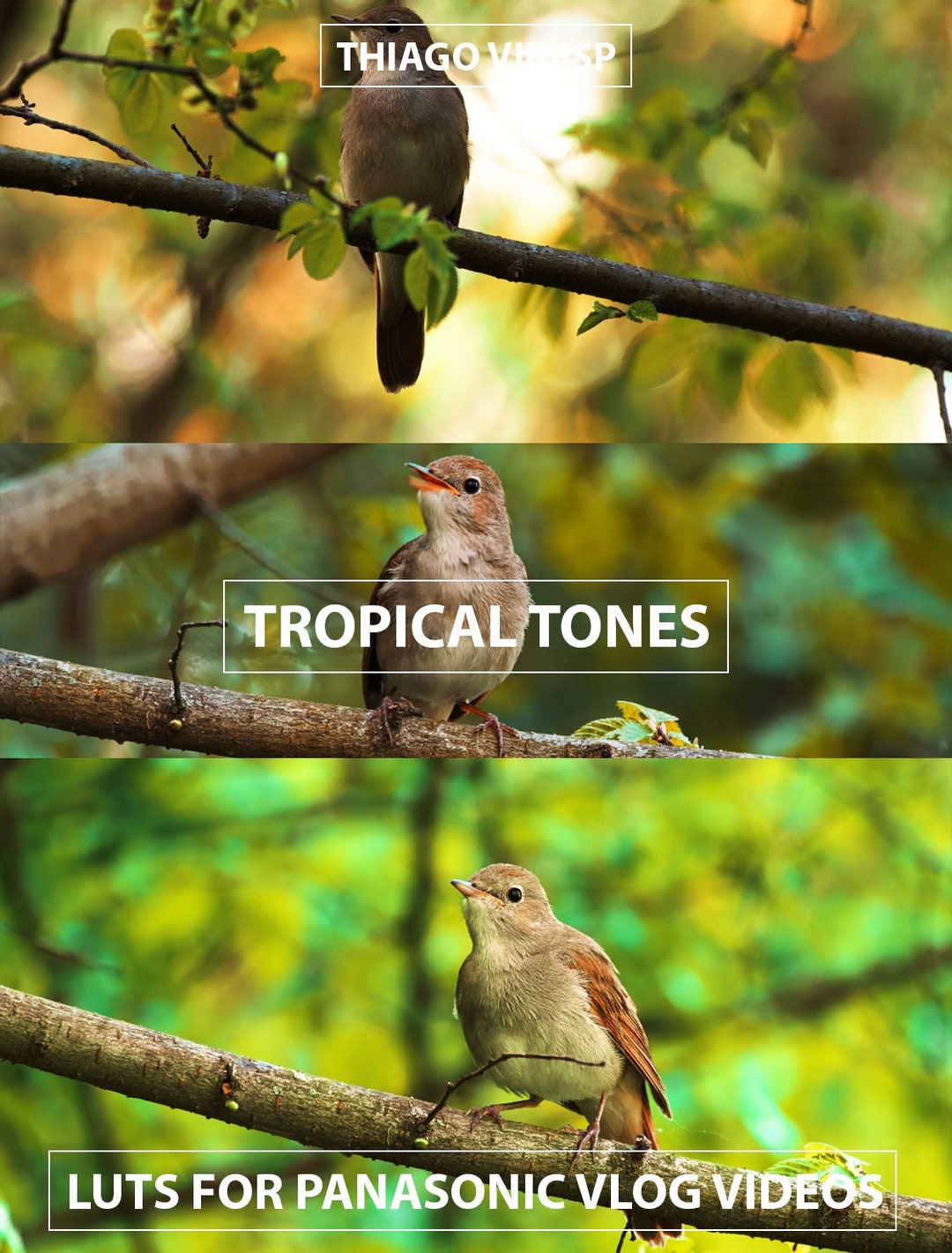 Panasonic V-log Luts: Cinematic Film Looks for Davinci, Premiere, FCP ...