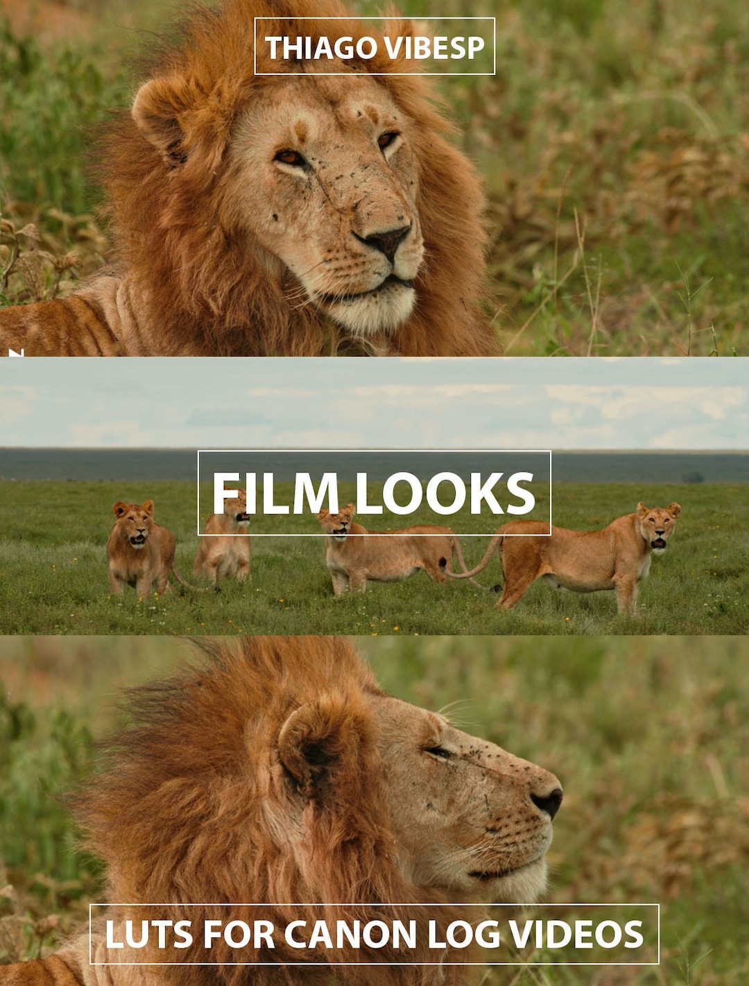 Canon C-log 3 Luts: Professional Color Grading Presets - Etsy