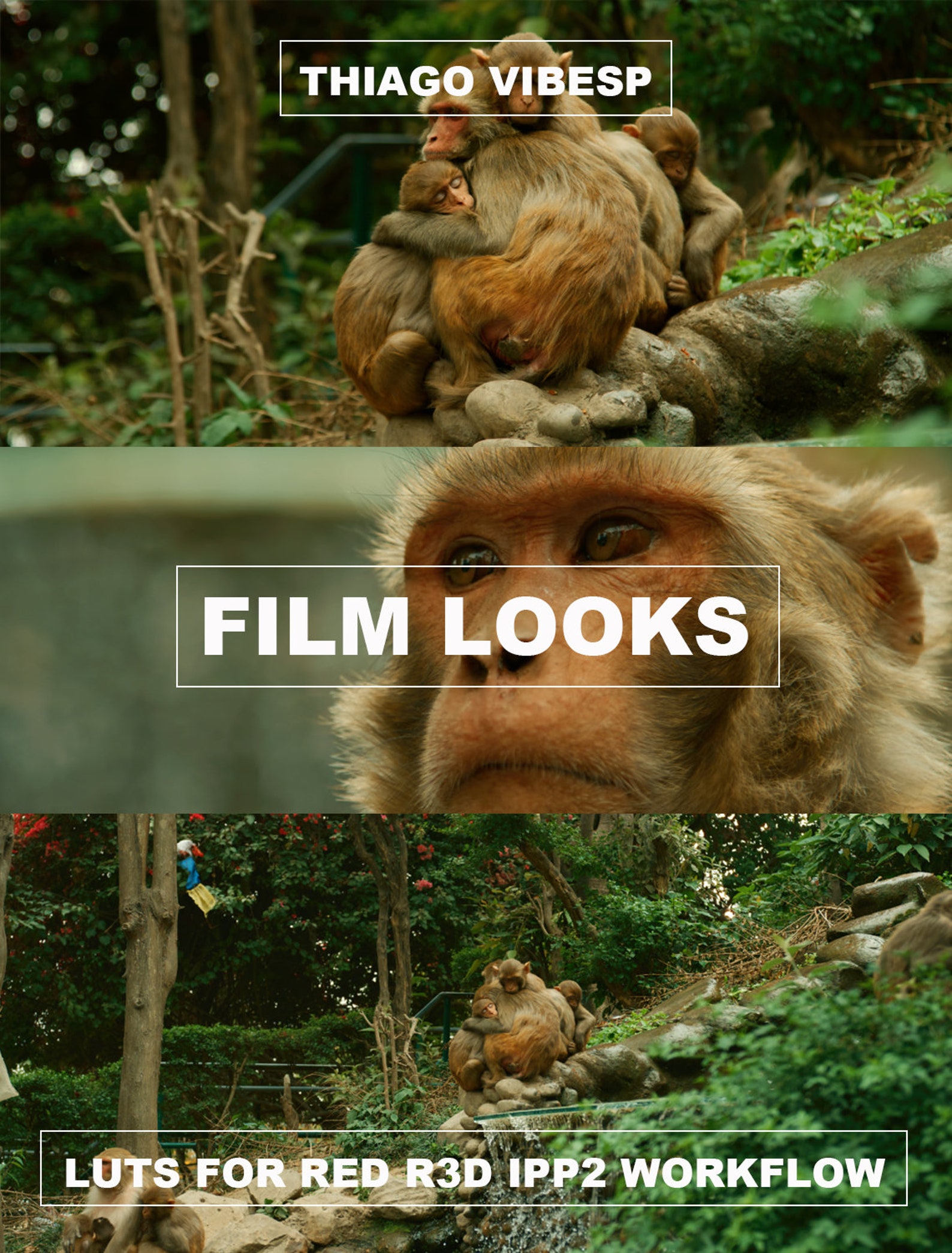 Film Looks Red Cameras R3D Ipp2 Workflow - Etsy