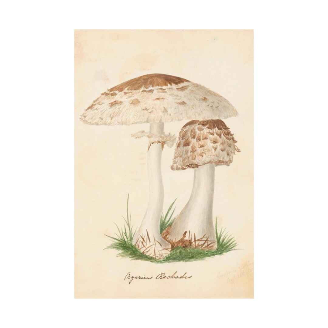Mushroom Illustration Poster - Etsy