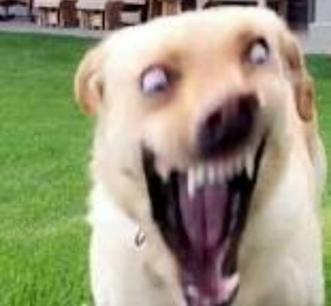 Screaming dog digital YCH of your animal character | Etsy