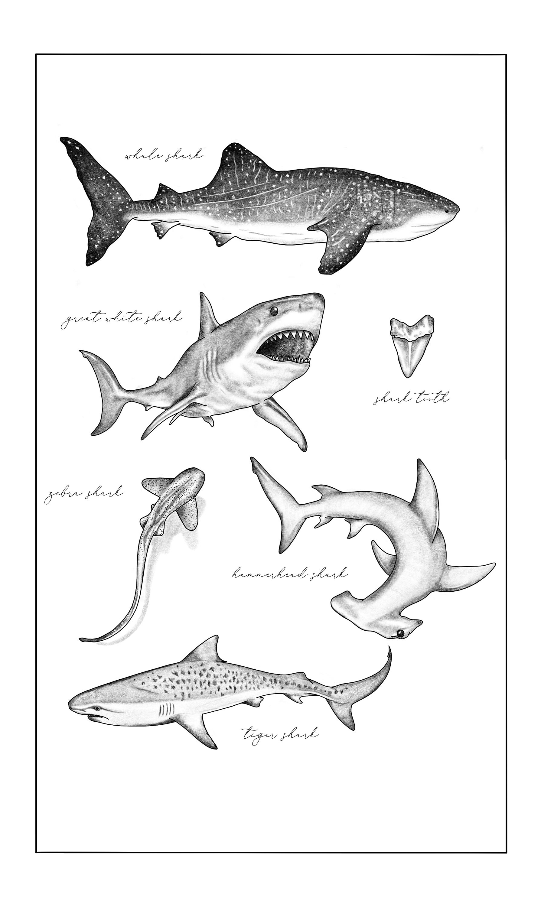Originally Drawn Shark Poster - Etsy