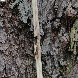 Handcrafted 68-inch Ash Walking Stick With Natural Bark Detailing and ...