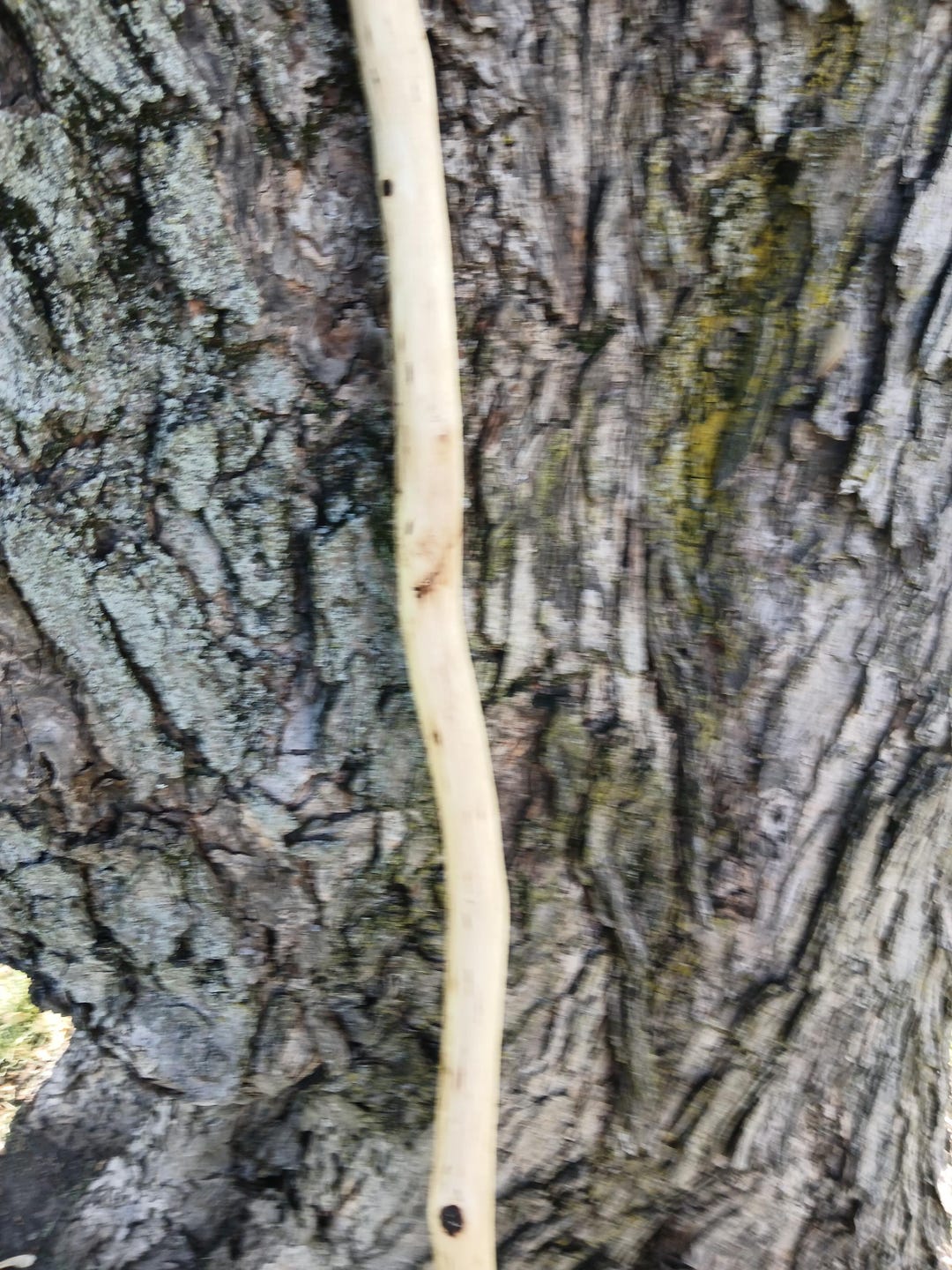 Handcrafted 62-inch Oak Walking Staff No Leather Grip, Perfect for ...