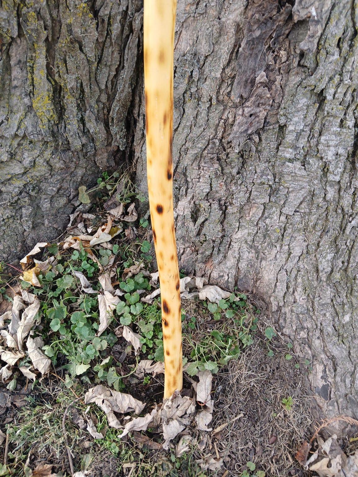 Handcrafted 56-inch Ash Wood Walking Staff With Burnt Finish, Leather ...