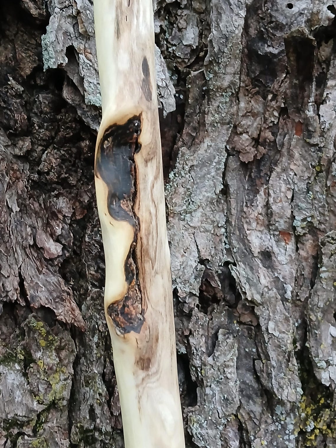 Handcrafted 68-inch Ash Walking Stick With Natural Bark Detailing and ...