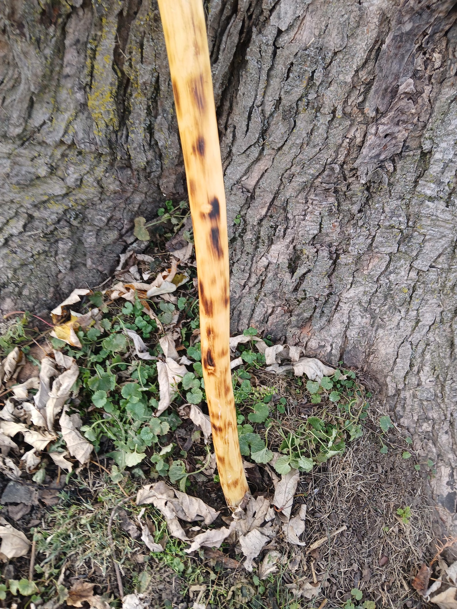 Handcrafted 56-inch Ash Wood Walking Staff With Burnt Finish, Leather ...