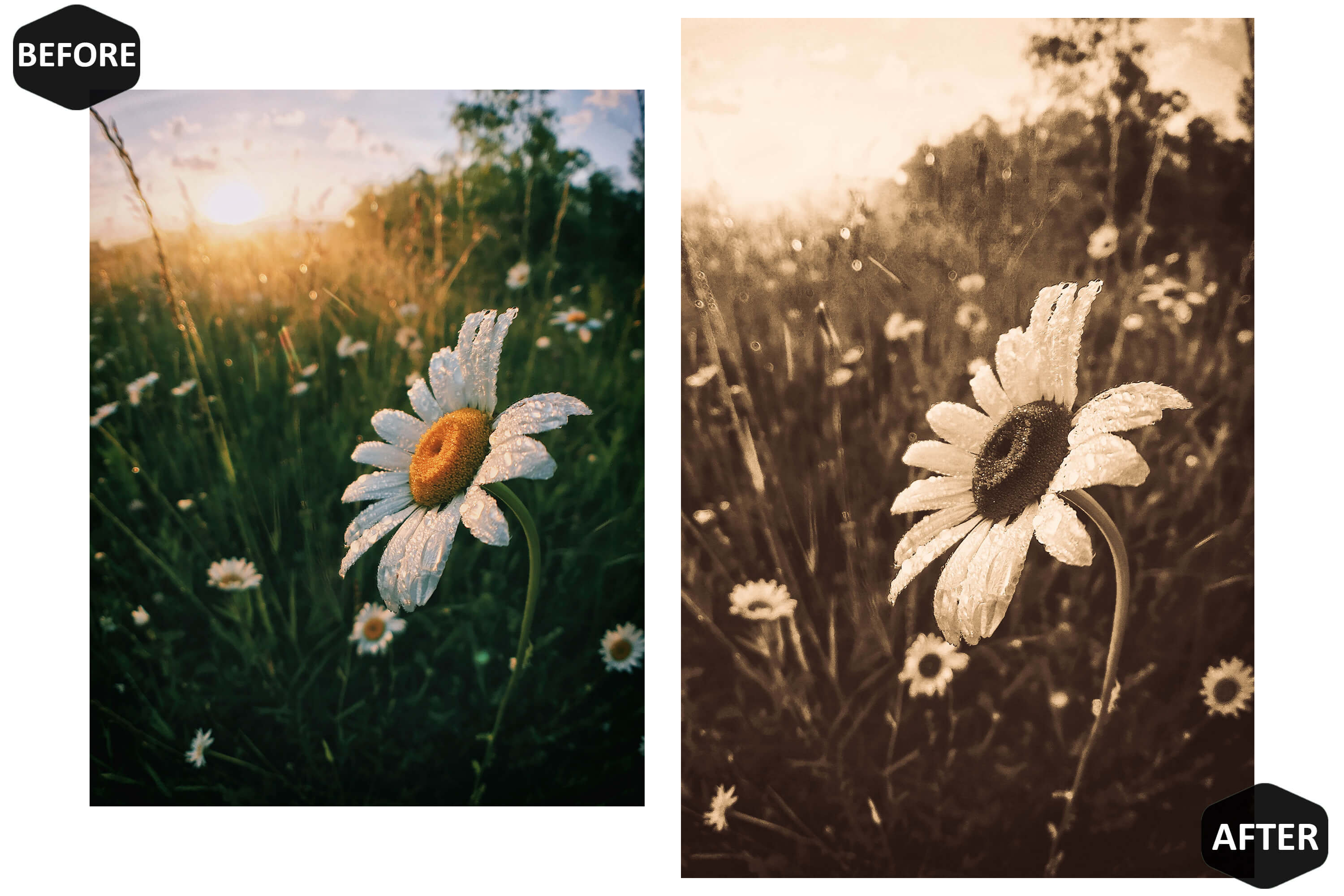 10 Sepia Effect Photoshop Actions And ACR Presets Vintage Ps | Etsy