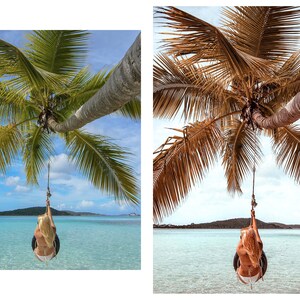 10 Coconut Mood Photoshop Actions and ACR Presets, Coco Palm Ps Action ...