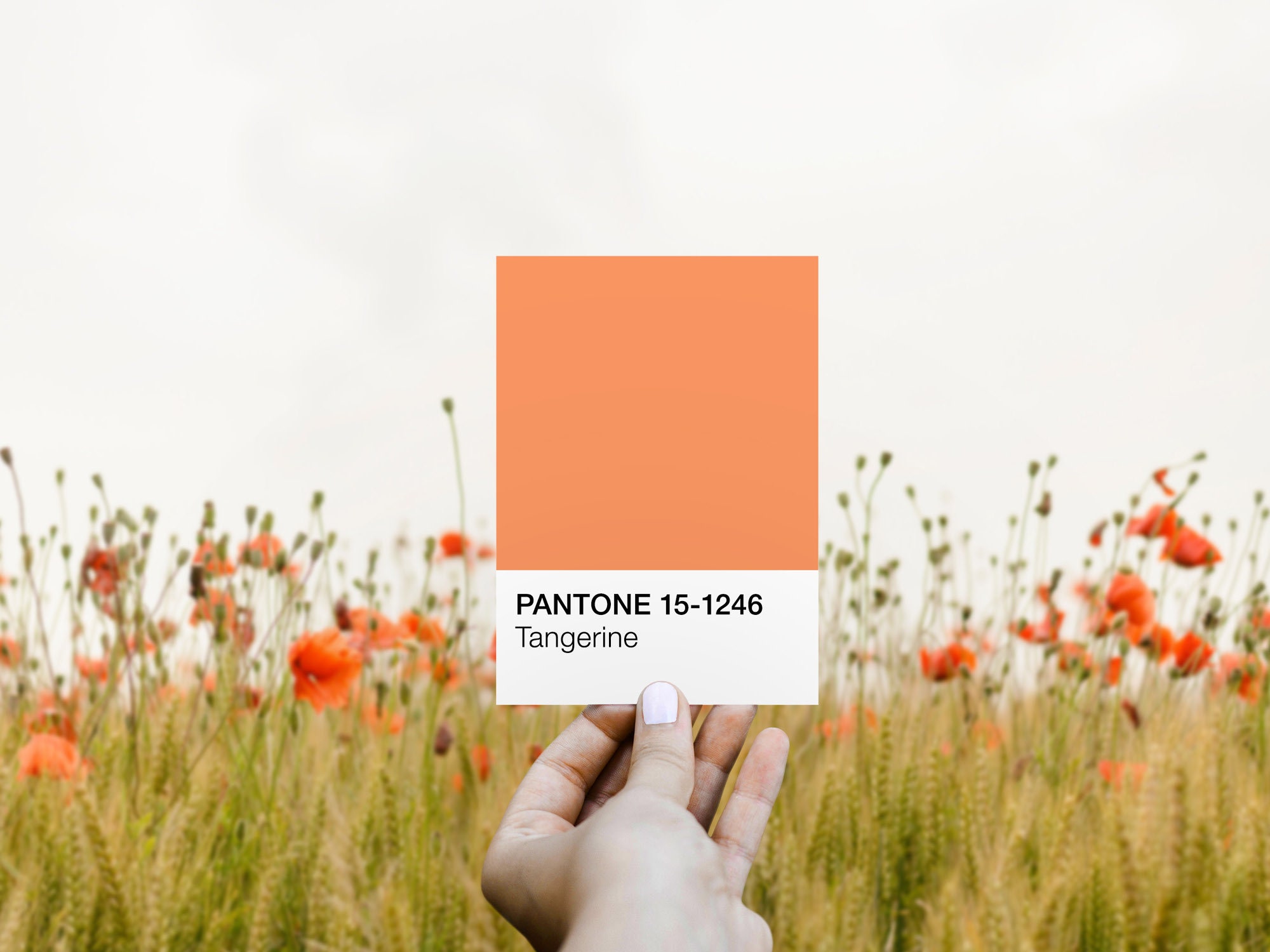 Pantone Color Card Mockup Match Color to Background digital Download - Etsy