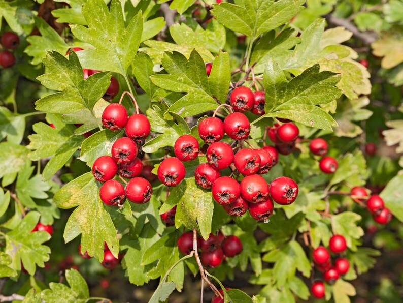 Wildcrafted Hawthorn Berries – Dried Crataegus Sanguinea Pall., Organic ...