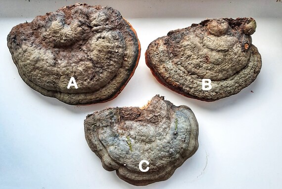 Big Tree fungus Natural dried fungus Craft supplies Wood craft | Etsy