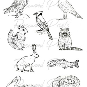 American Wildlife Coloring Page - Etsy