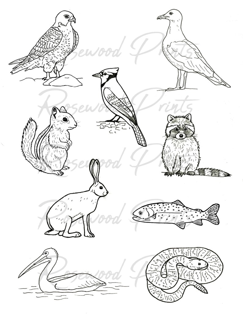 American Wildlife Coloring Page - Etsy