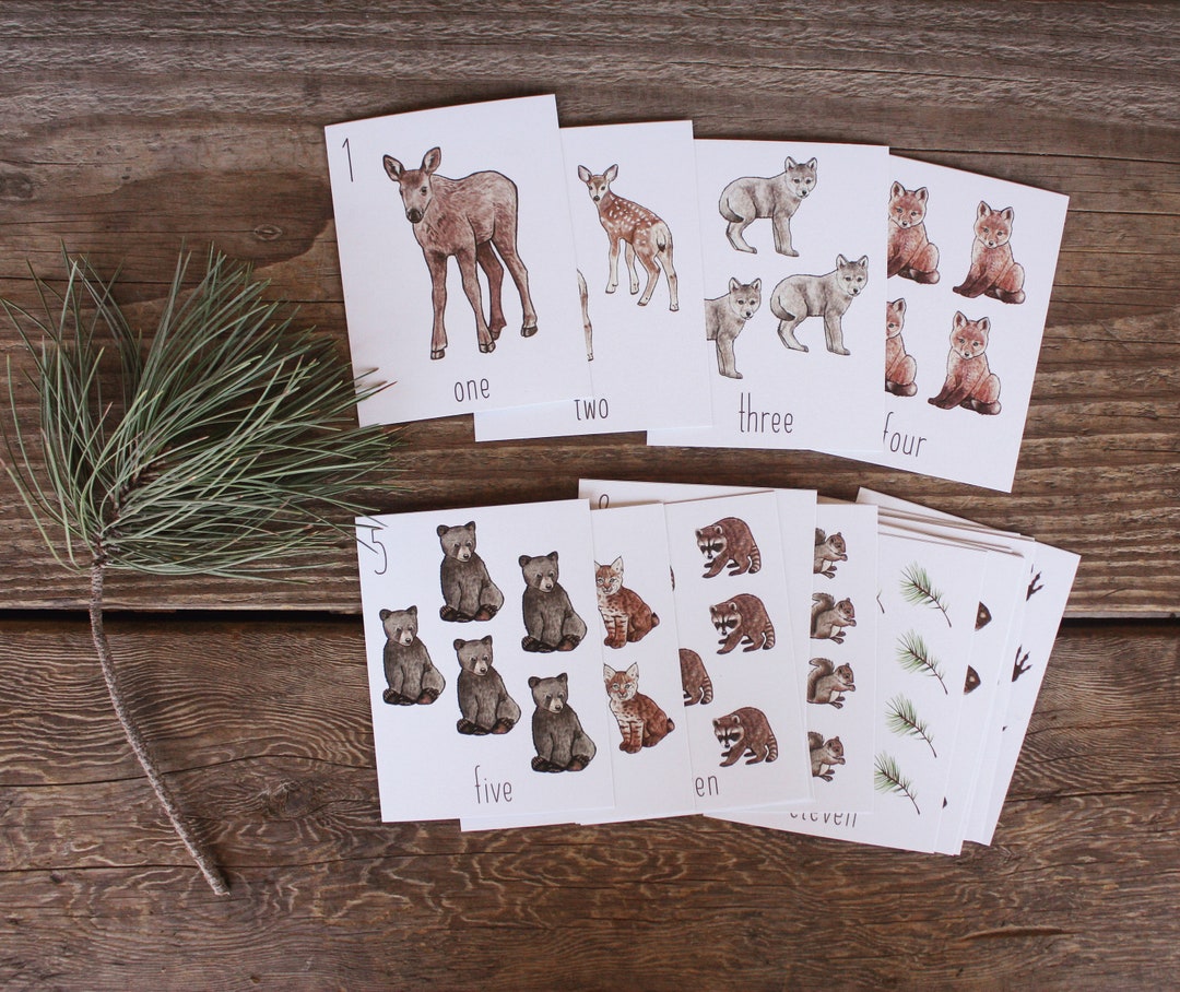 Forest Flashcards - Etsy